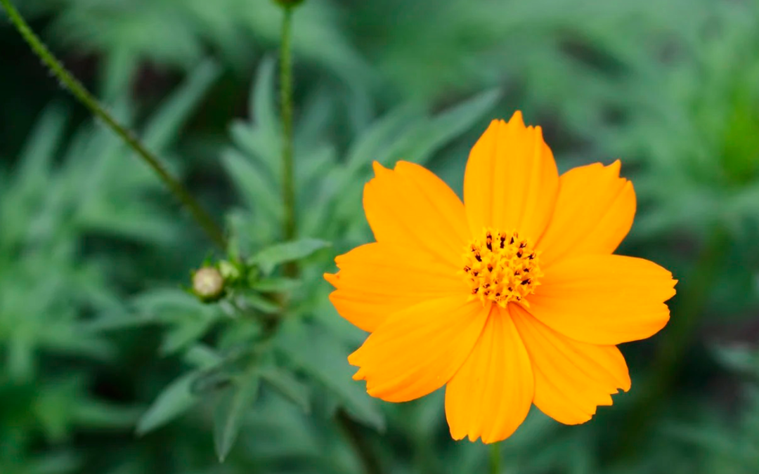 ¿Qué es el pericón y cuáles son sus beneficios? - ALX Andrade