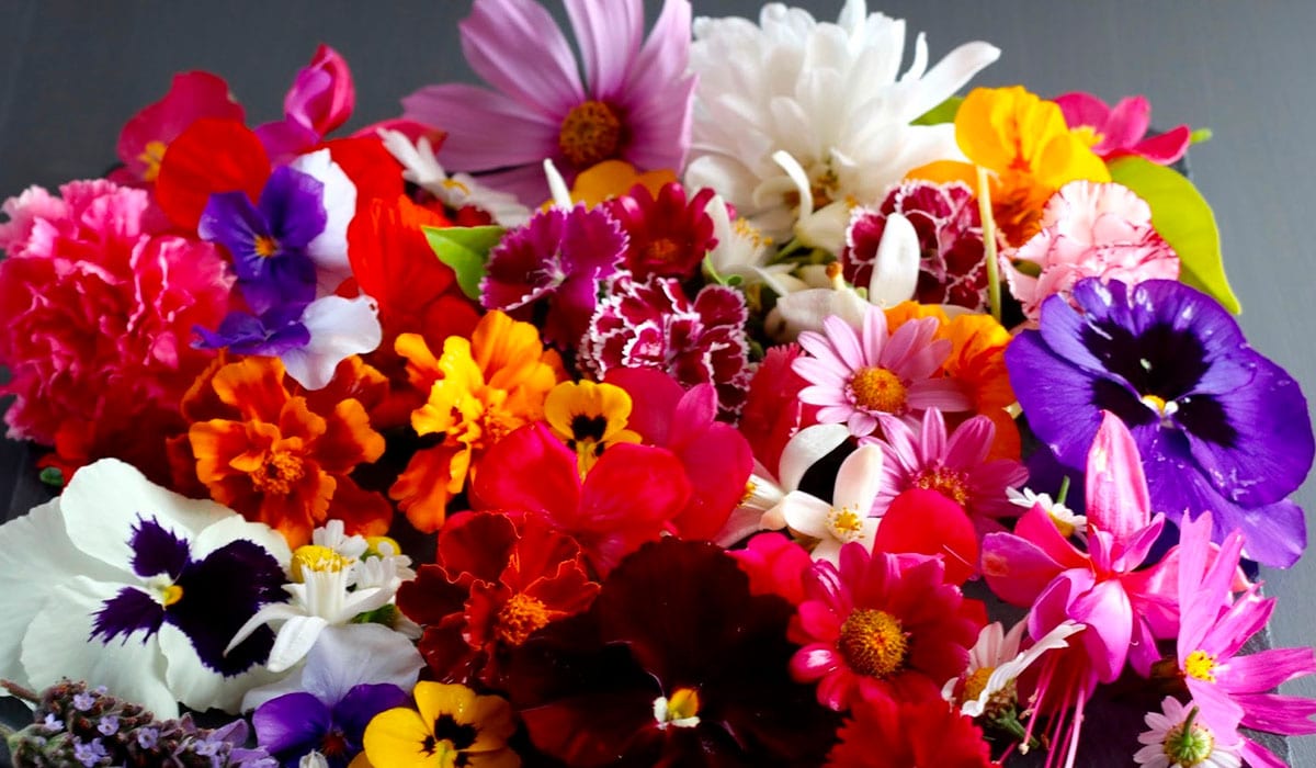 Descubriendo los Encantos Comestibles: Un Viaje por las Flores ...